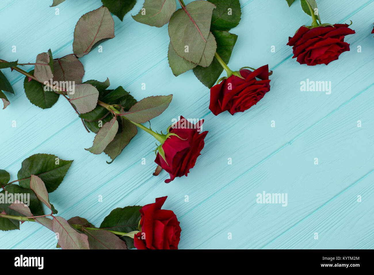 Valentine Day background with red roses. Red roses arranged on blue ...