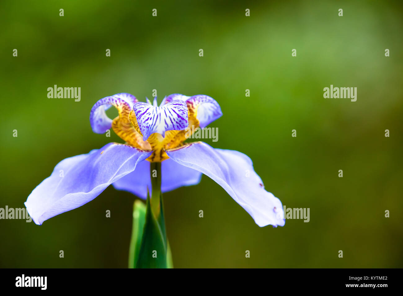 Blue purple “Walking Iris” (Neomarica caerulea) tropical flower macro ...