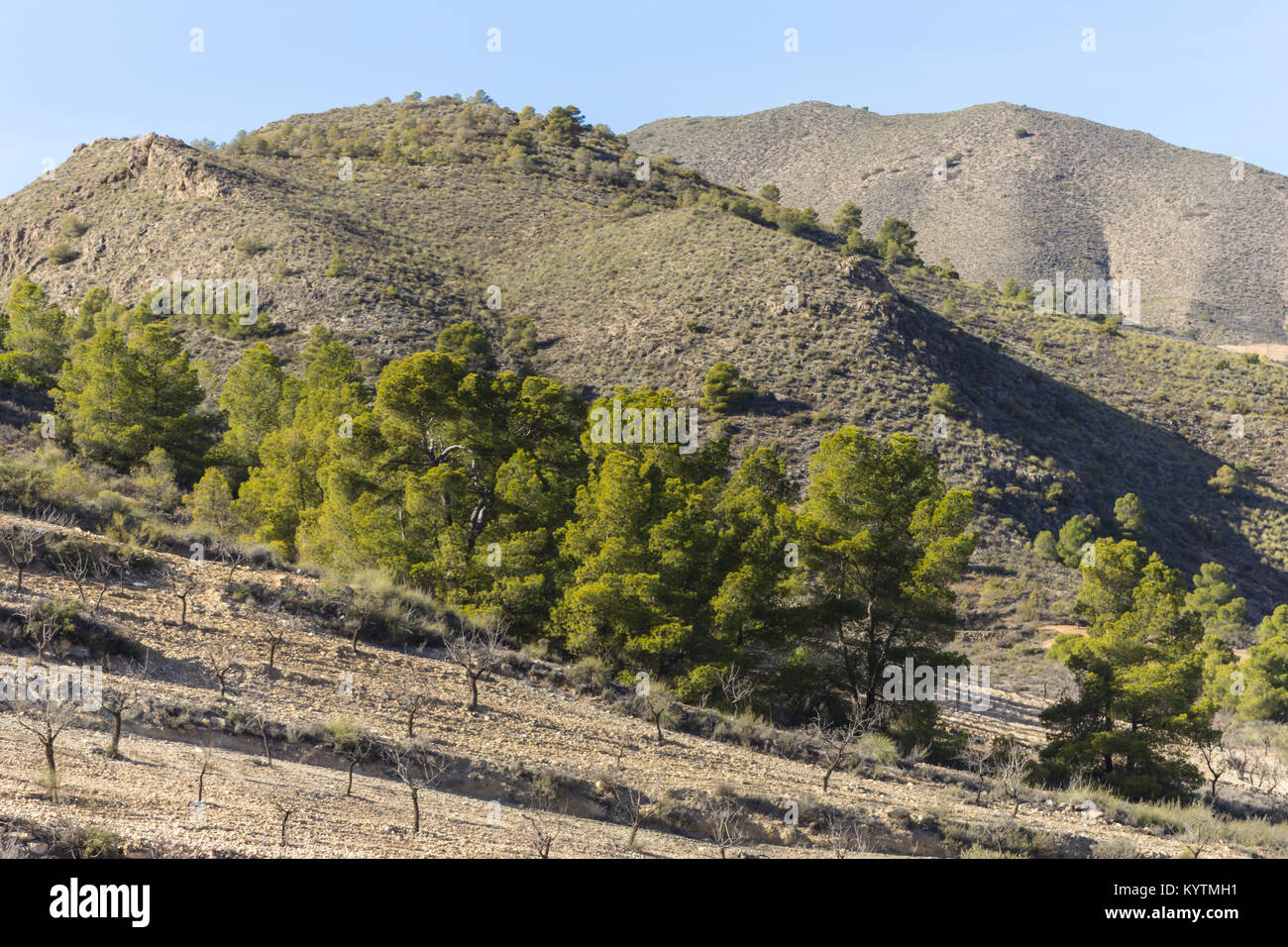 Andalusian Mountain Landscape, Fir Trees in the Sierra de las Estancia ...