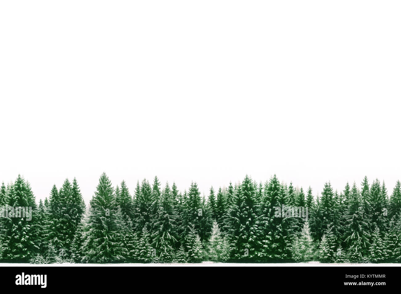 Border frame of green spruce pine trees forest covered by fresh snow ...