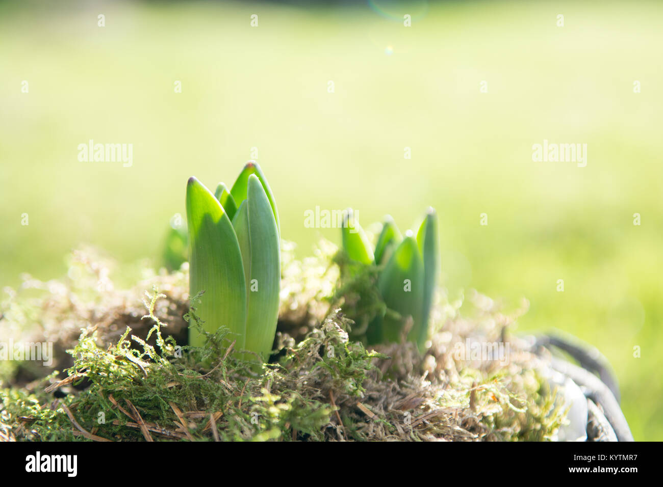 Small green plant shoots growing in natural light Stock Photo - Alamy
