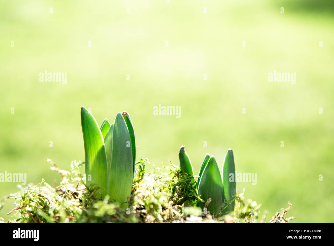 Small green plant shoots growing in natural light Stock Photo - Alamy