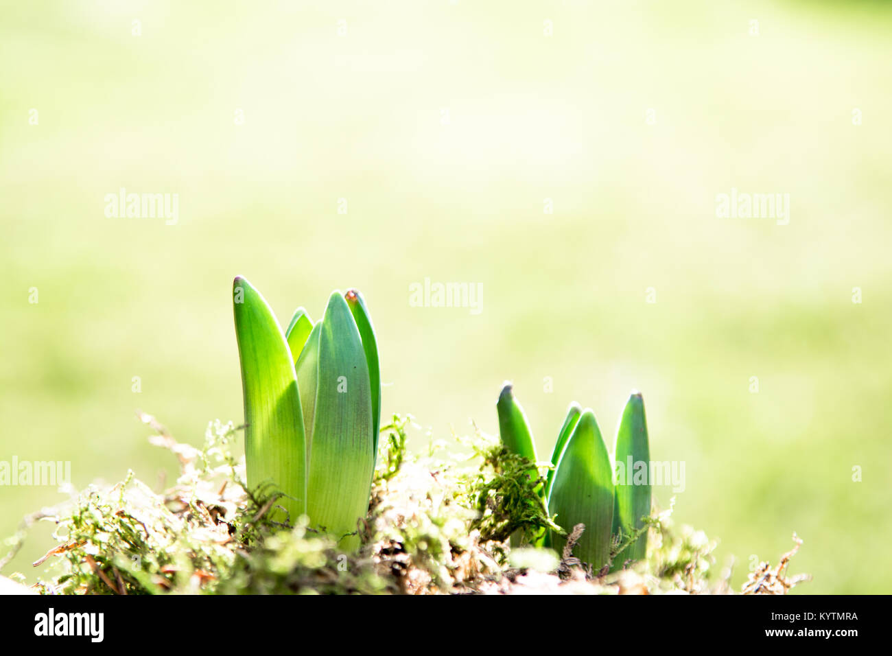 Small green plant shoots growing in natural light Stock Photo - Alamy