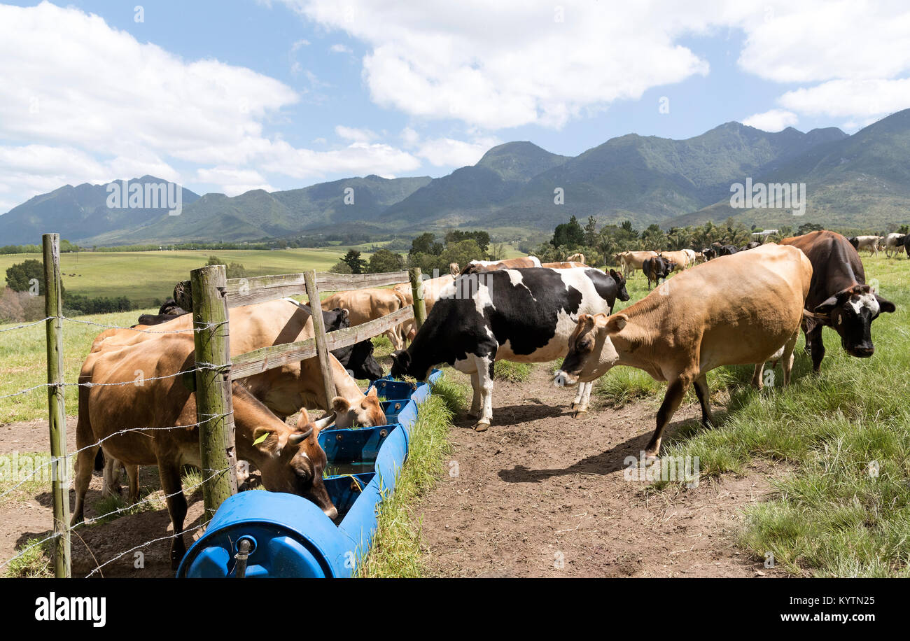 Blanco near George Western Cape South Africa. December 2017. Dairy cows ...