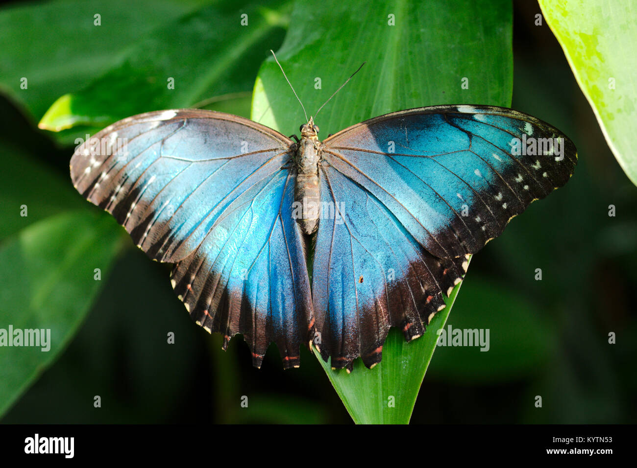 Single blue butterfly Stock Photo - Alamy