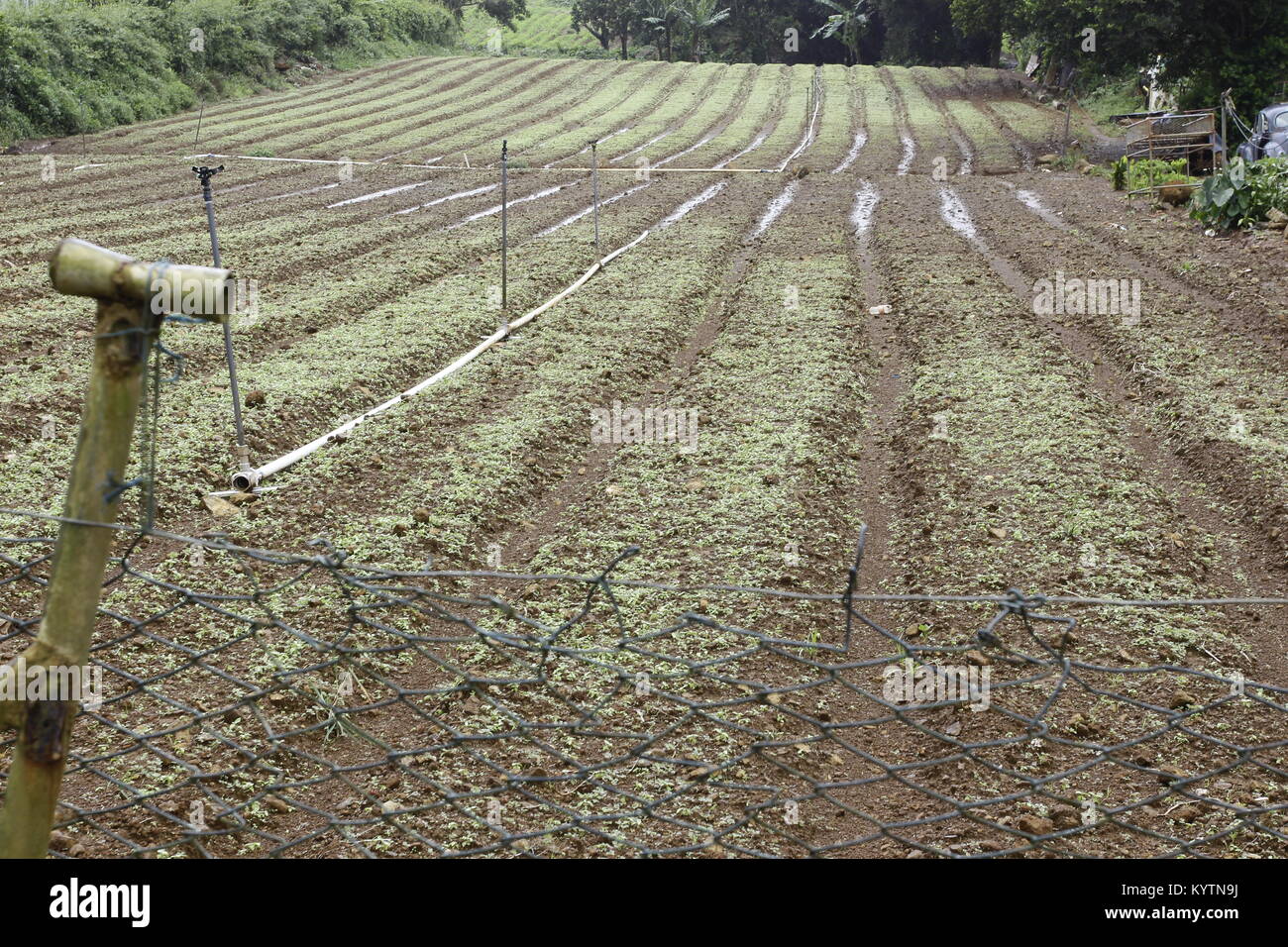 Vegetable farming is the growing of vegetables for human consumption hi ...