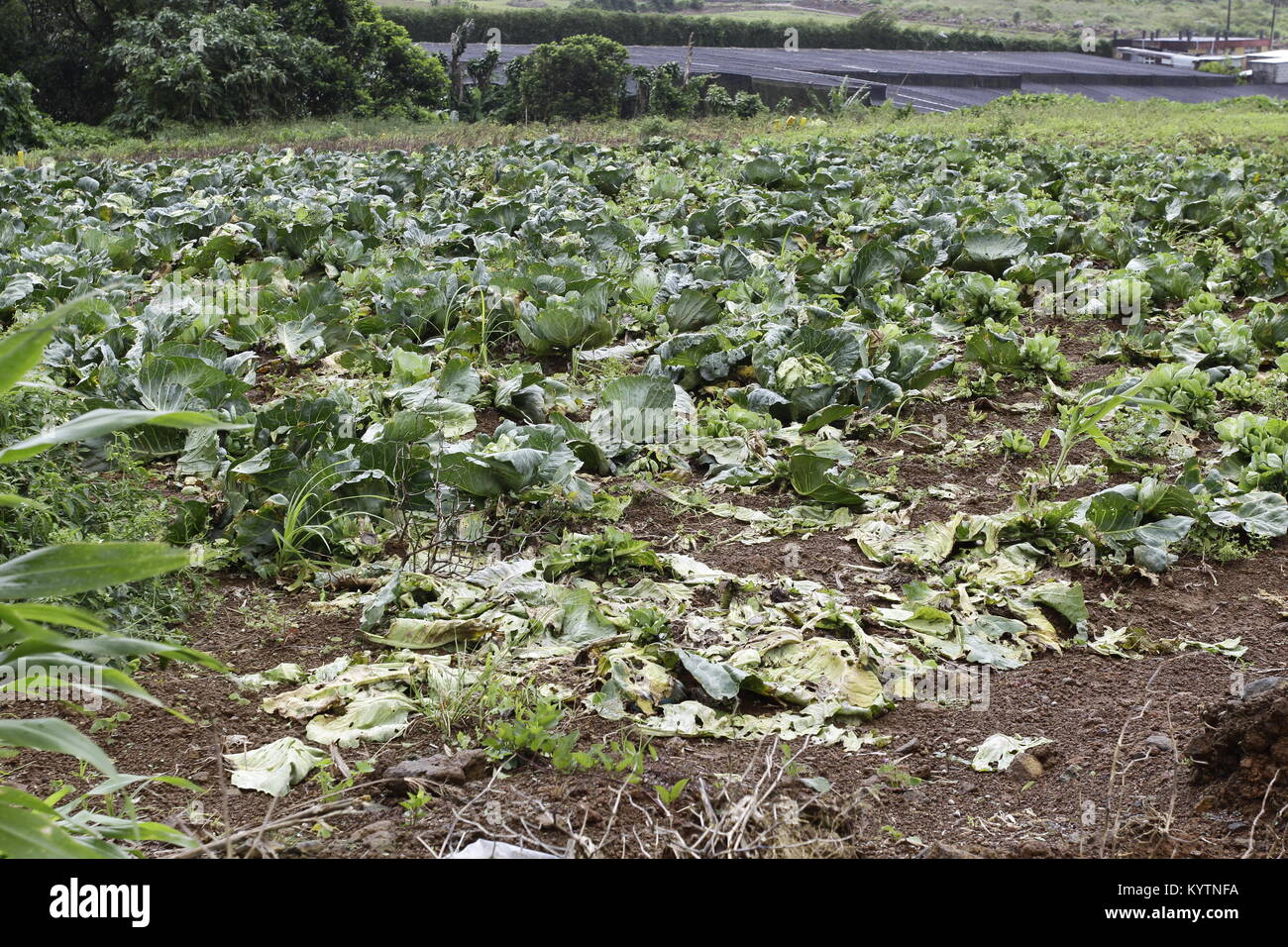 Vegetable farming is the growing of vegetables for human consumption hi ...