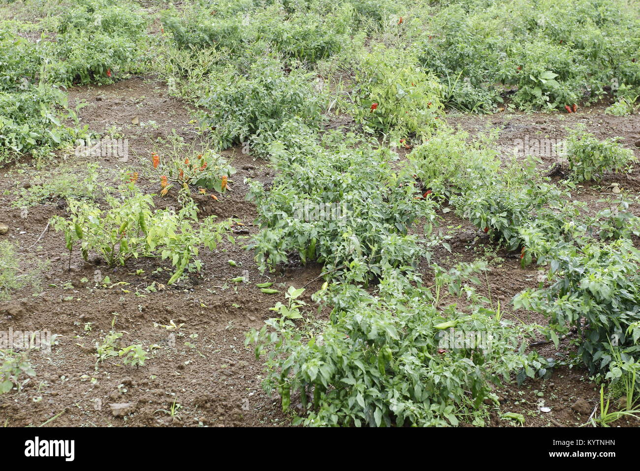 Vegetable farming is the growing of vegetables for human consumption hi ...