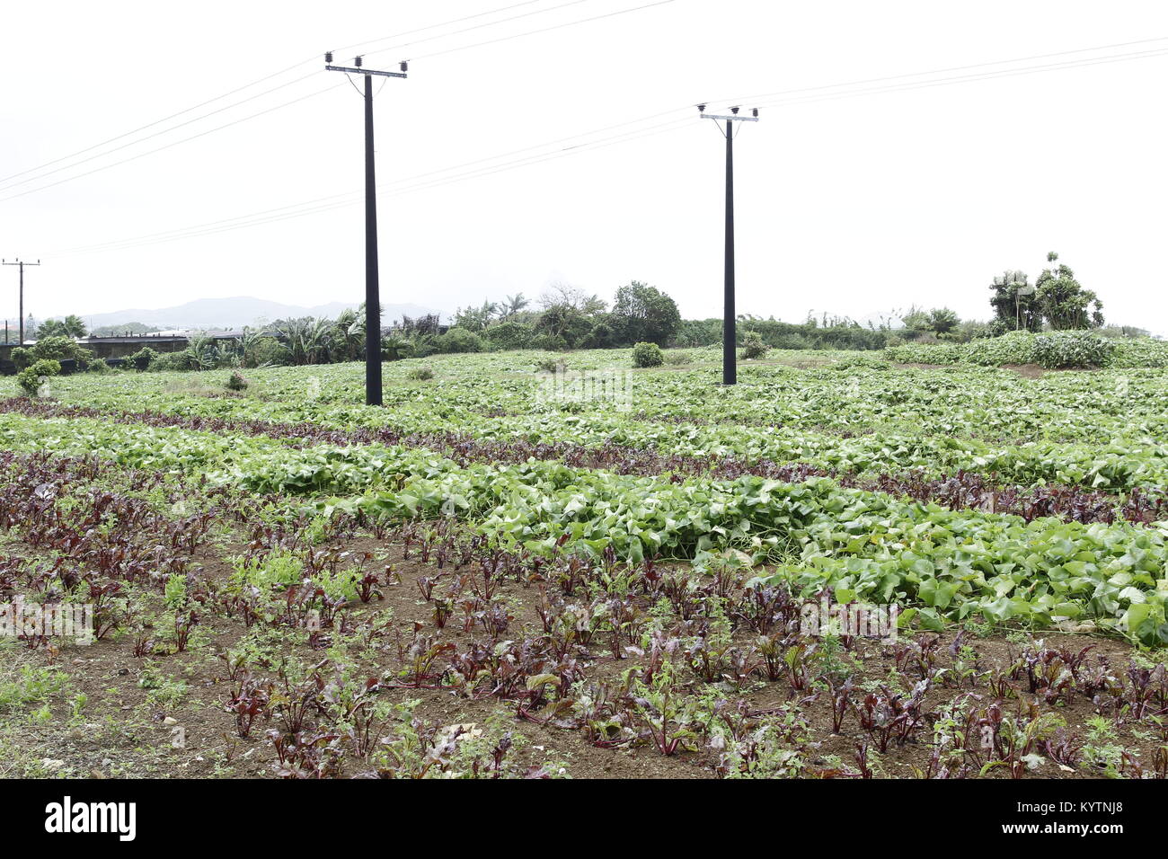Vegetable farming is the growing of vegetables for human consumption hi ...