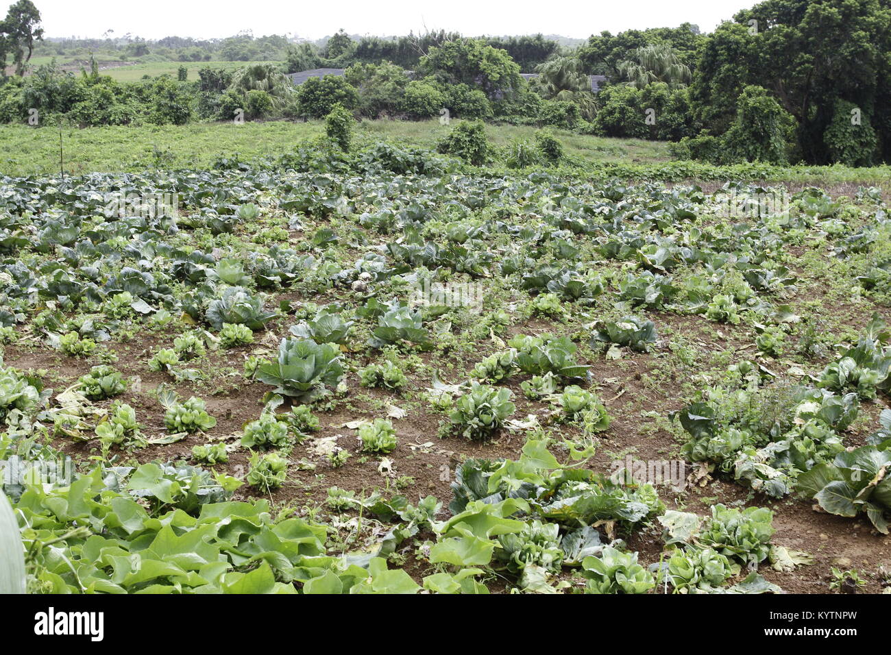 Vegetable farming is the growing of vegetables for human consumption hi ...