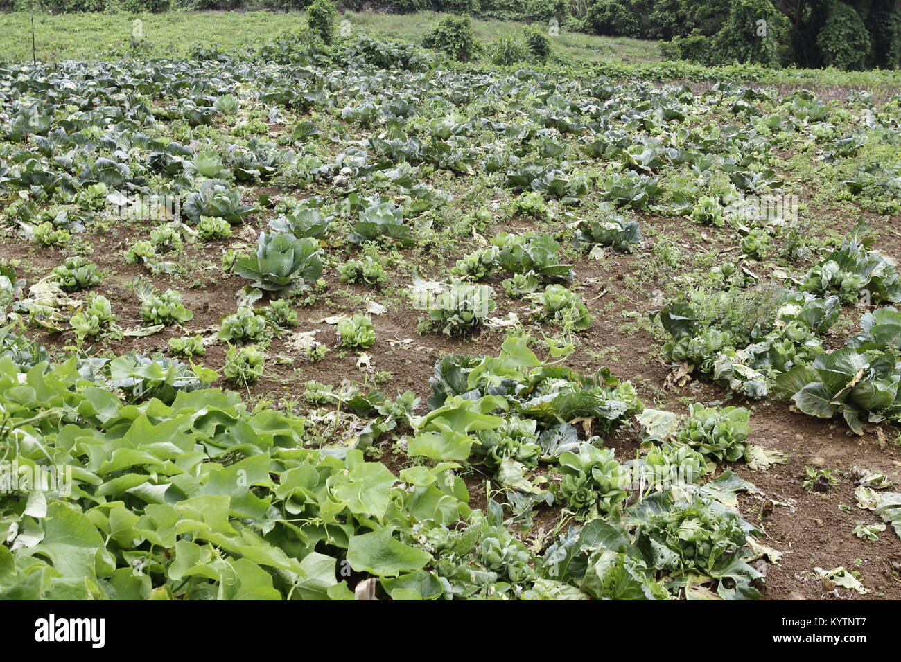 Mechanisation has revolutionised vegetable farming with nearly all ...