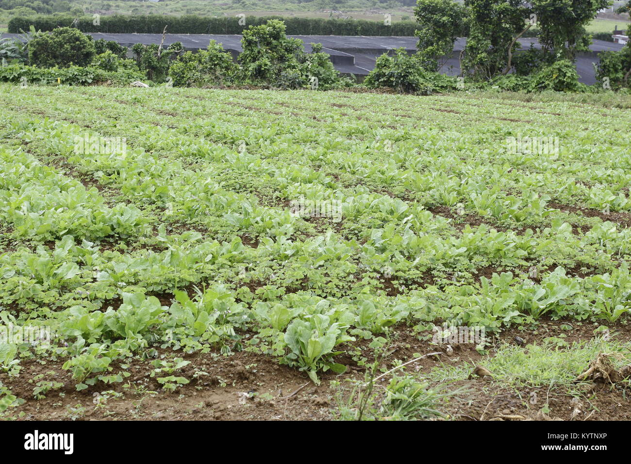 Mechanisation has revolutionised vegetable farming with nearly all ...