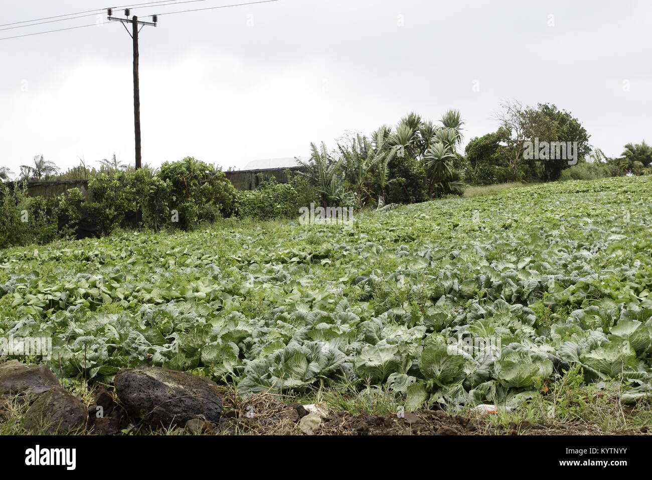 Mechanisation has revolutionised vegetable farming with nearly all ...