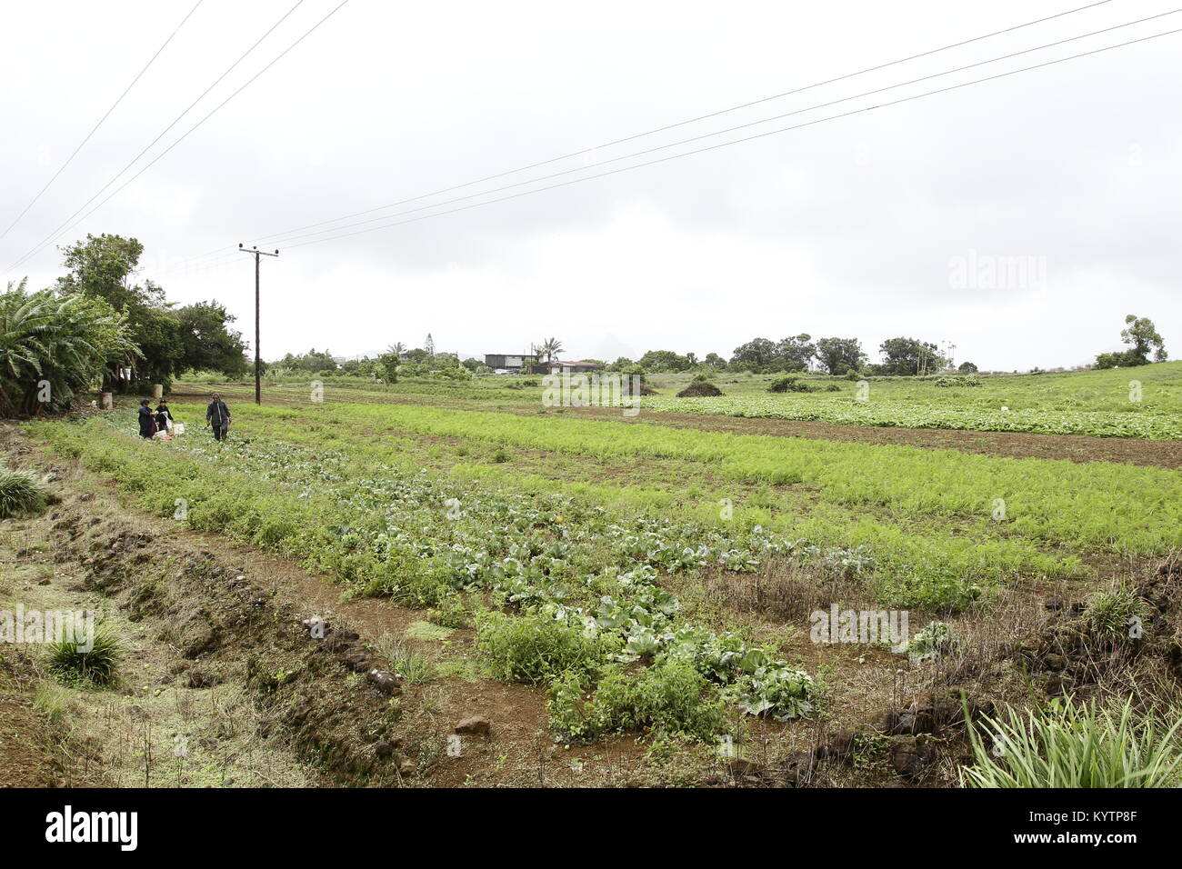 Vegetable farming is the growing of vegetables for human consumption hi ...