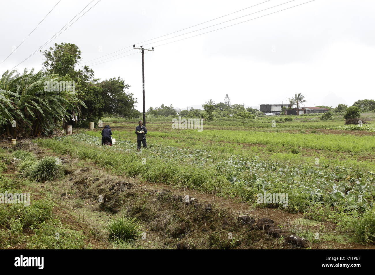Vegetable farming is the growing of vegetables for human consumption hi ...
