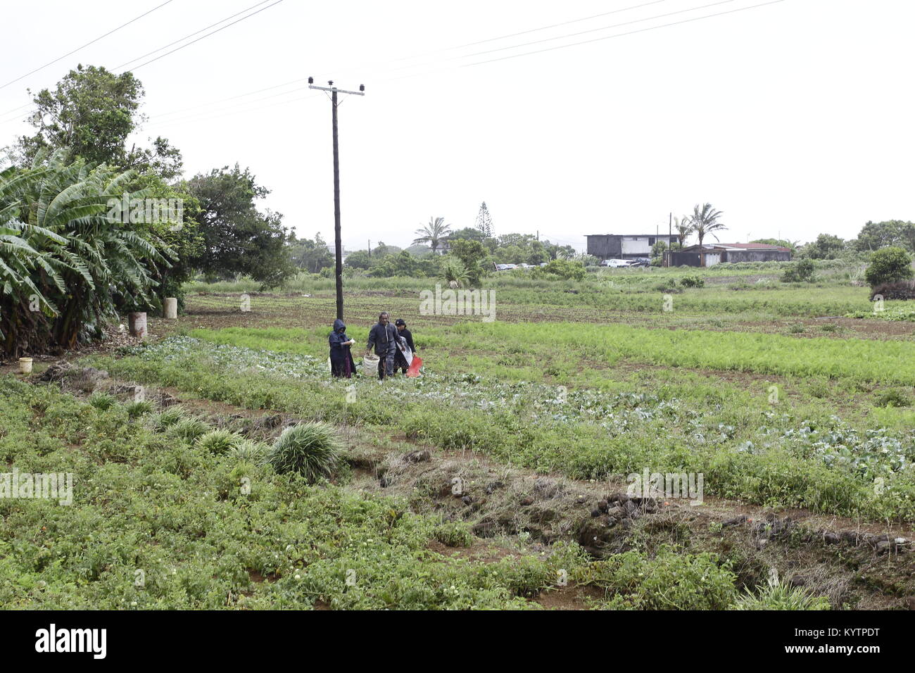 Vegetable farming is the growing of vegetables for human consumption hi ...