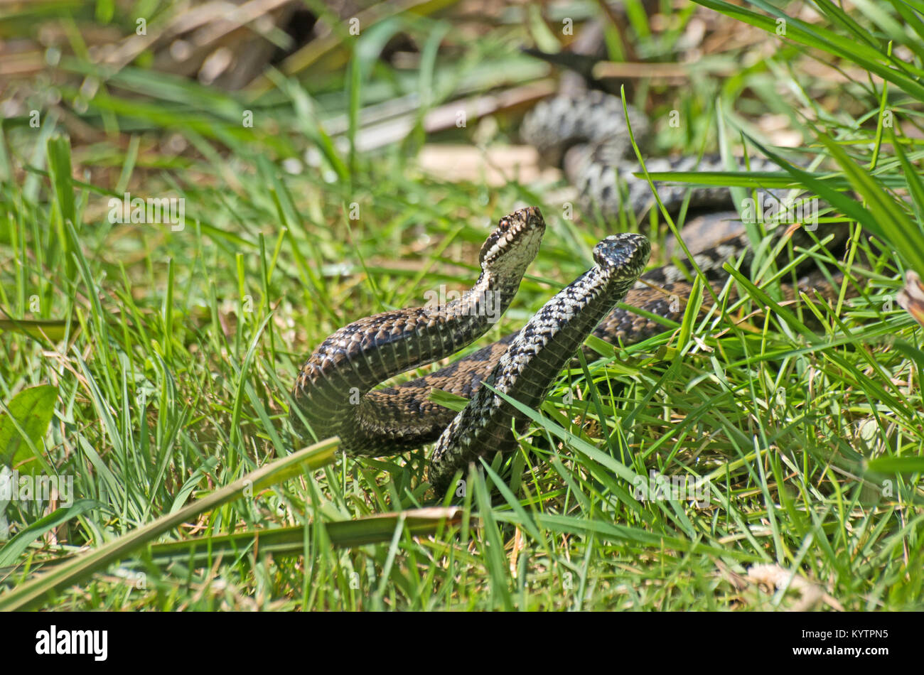 Adder Snake, 2 Vipera Berus, Surrey, Captive Stock Photo - Alamy