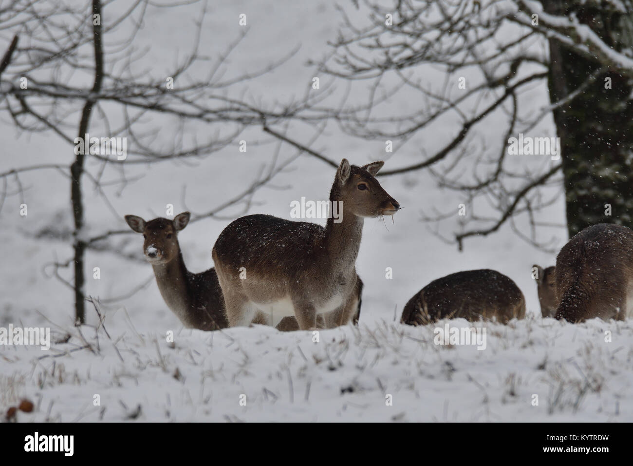 herd of stag and hart deers watching on the horizont in the snowy white ...