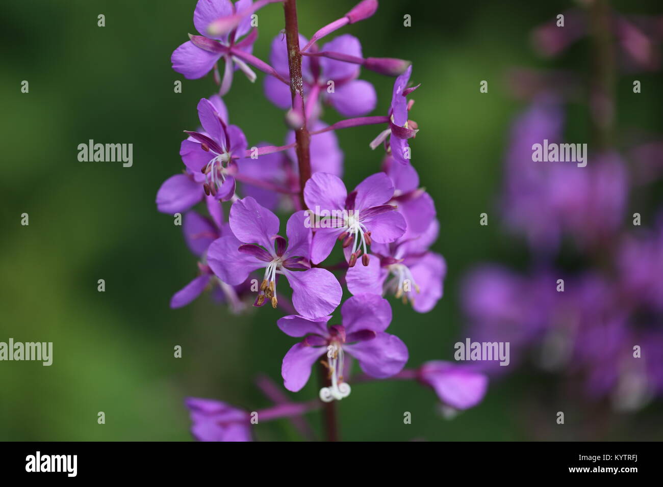 Fireweed [Epilobium angustifolium].A beautiful wildflower of the north ...