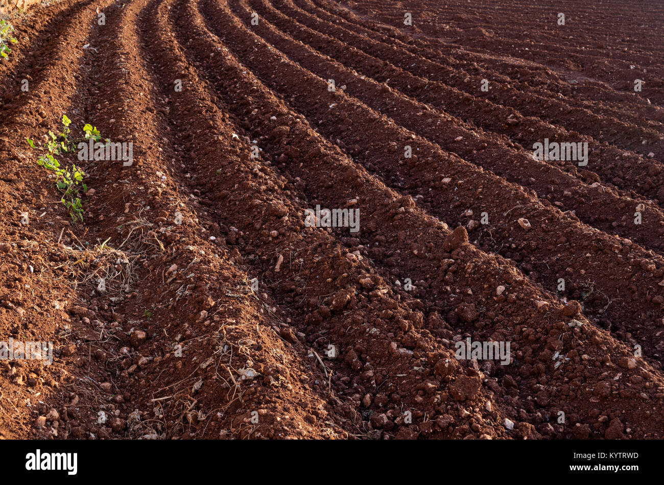 View of the plowed land. Furrows from the plow. Agriculture Stock Photo ...