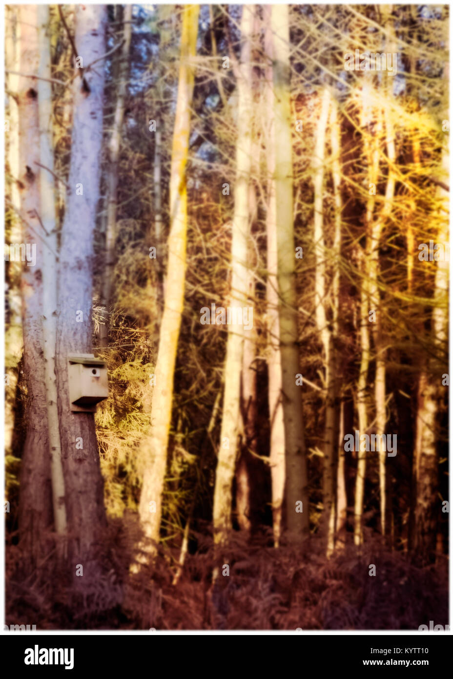 Sunlit pine trees in the woods at Centre Parcs, Woburn. January 2018 ...