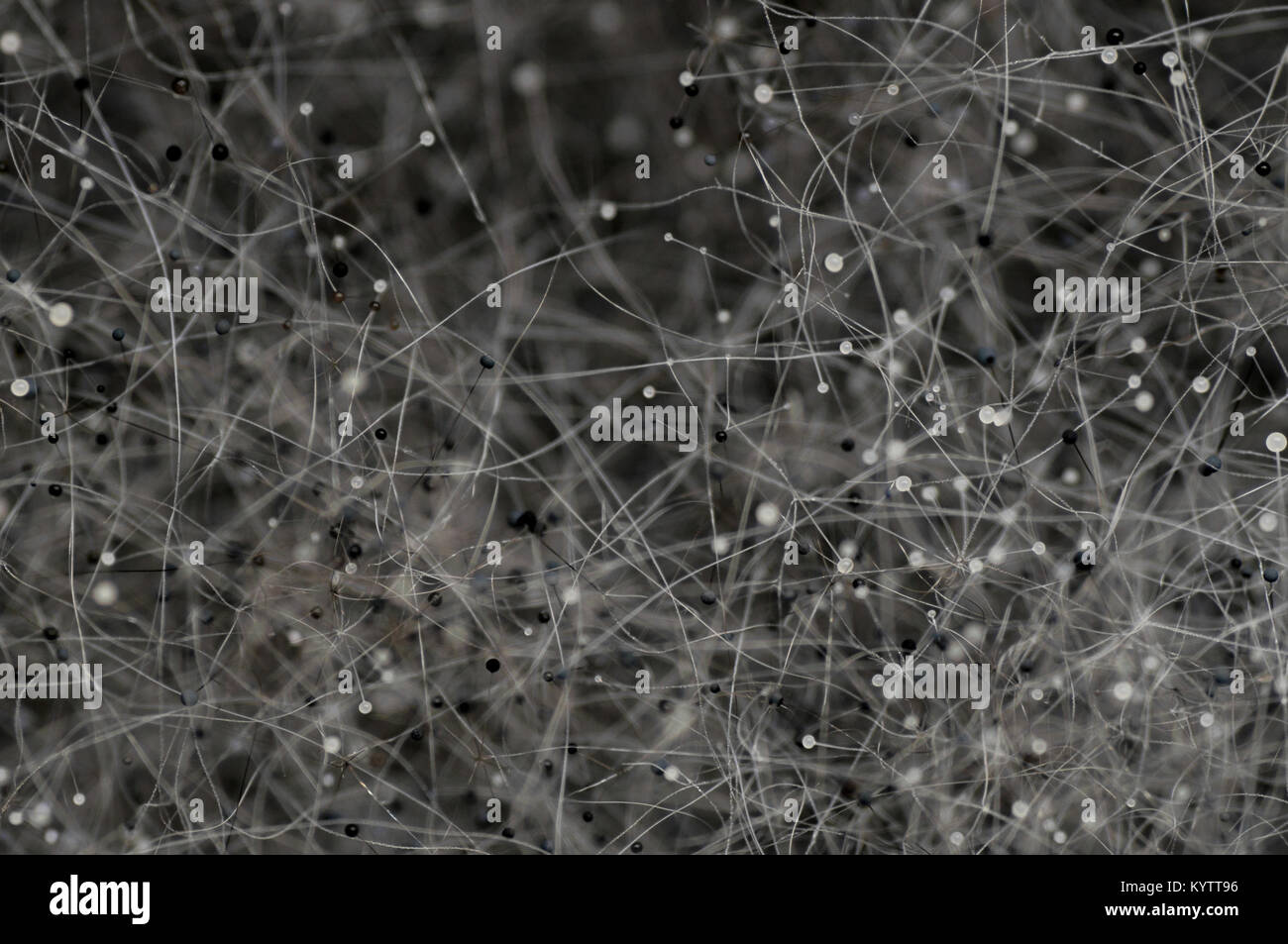 Close up, macro photography of mold. Beautyful abstract background ...