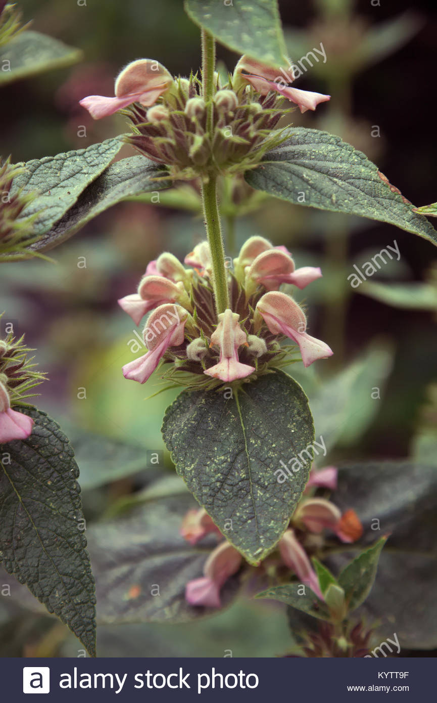 Phlomis Samia Stock Photos & Phlomis Samia Stock Images - Alamy
