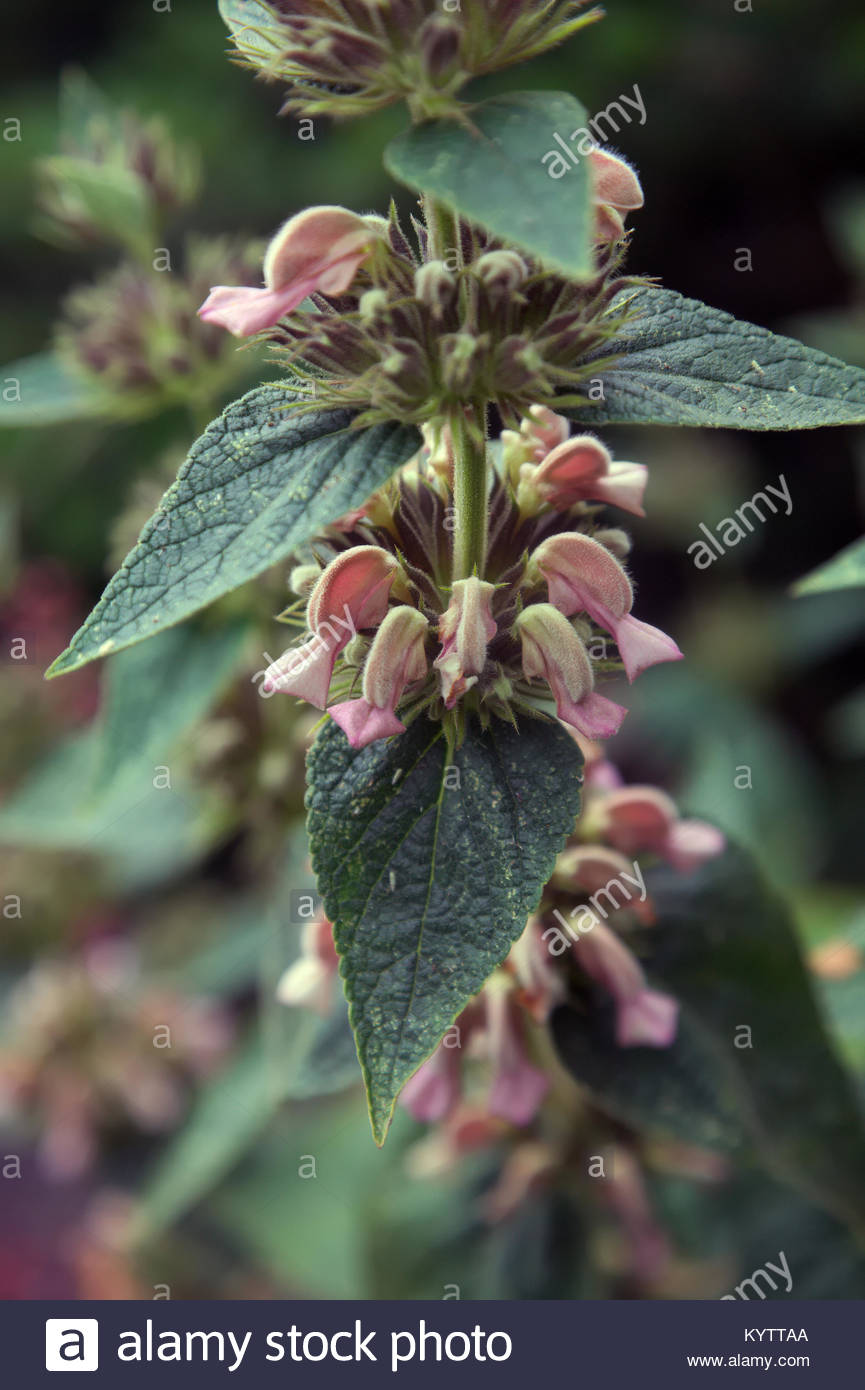 Phlomis Samia Stock Photos & Phlomis Samia Stock Images - Alamy