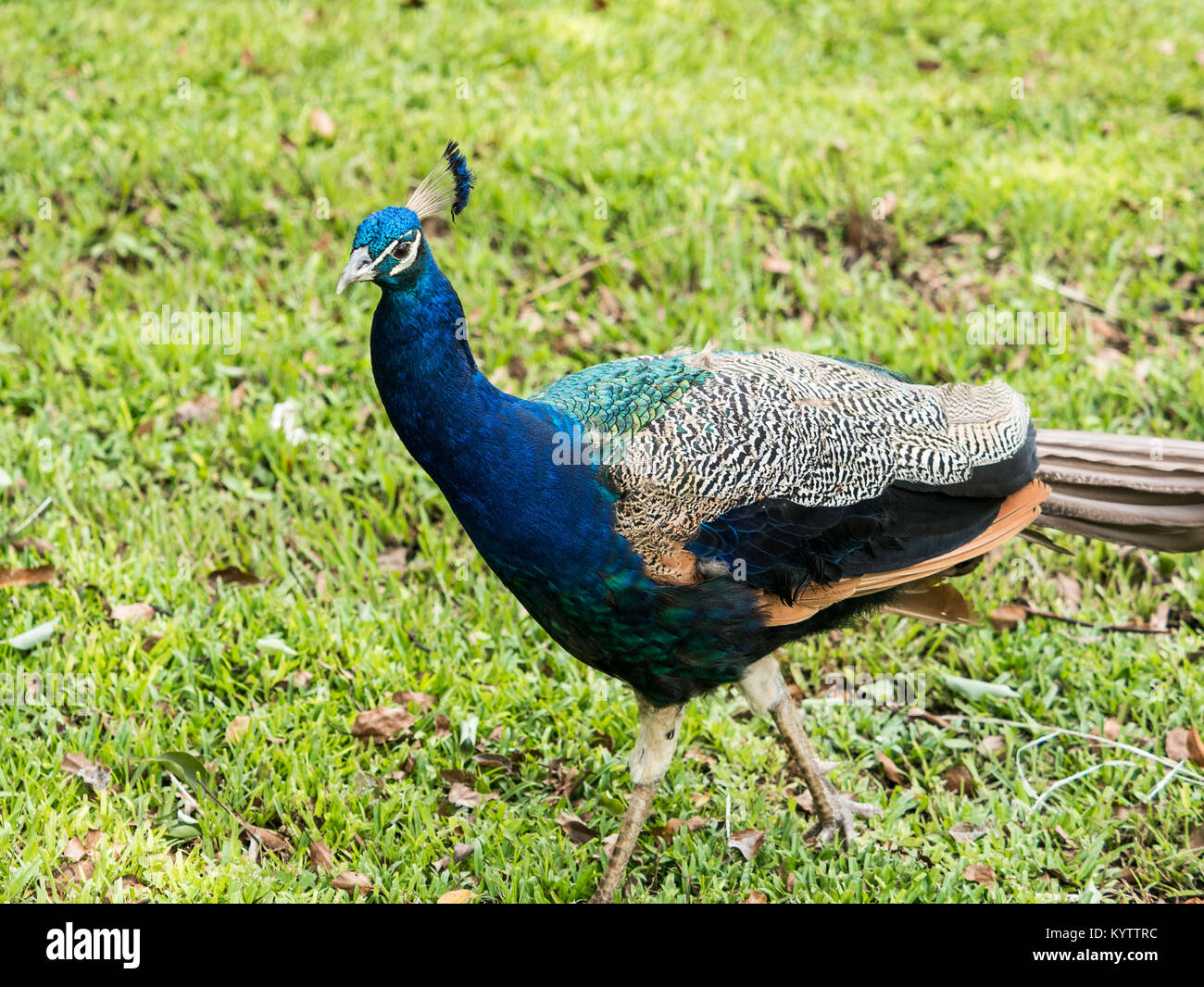 Peacock walking in grass Stock Photo - Alamy