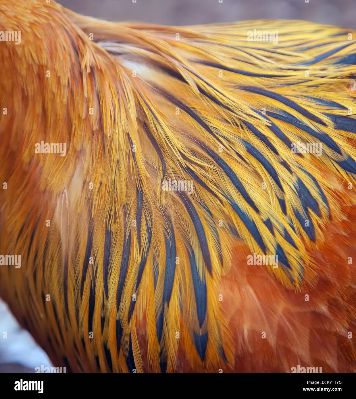 Buff Sussex Cockerel Stock Photo - Alamy