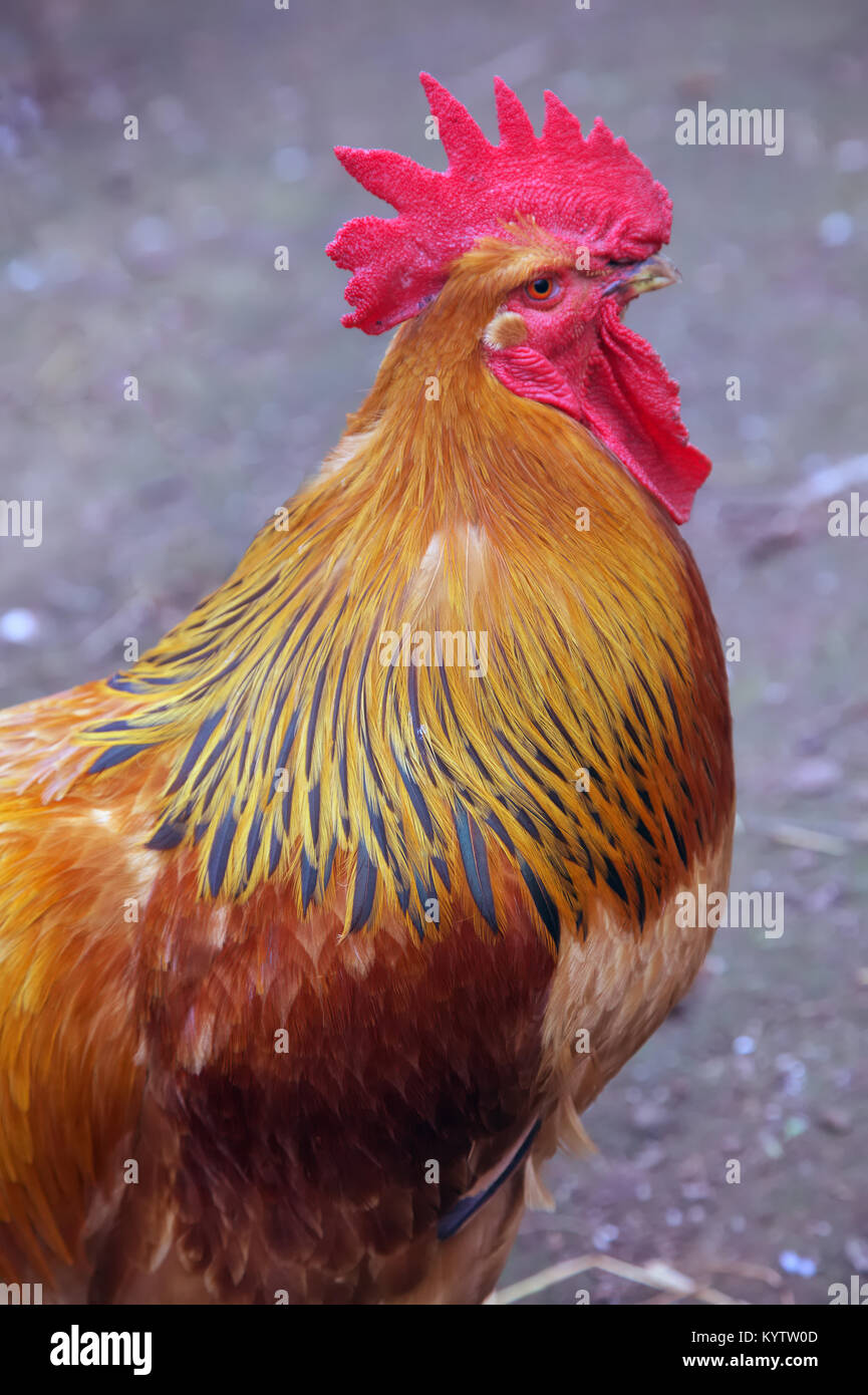 Buff Sussex Cockerel Stock Photo - Alamy