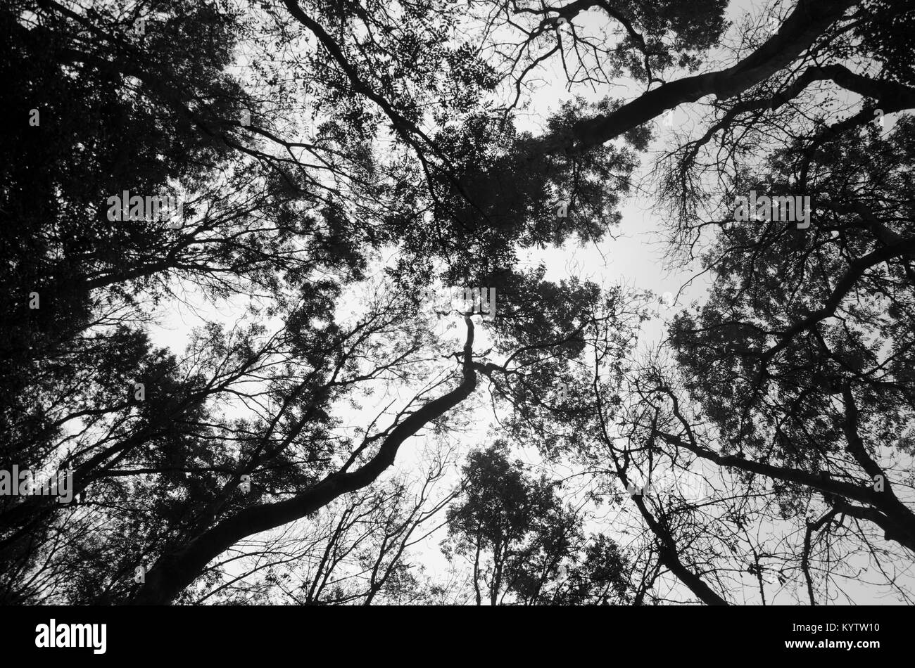 Converging trees in black and white Stock Photo - Alamy