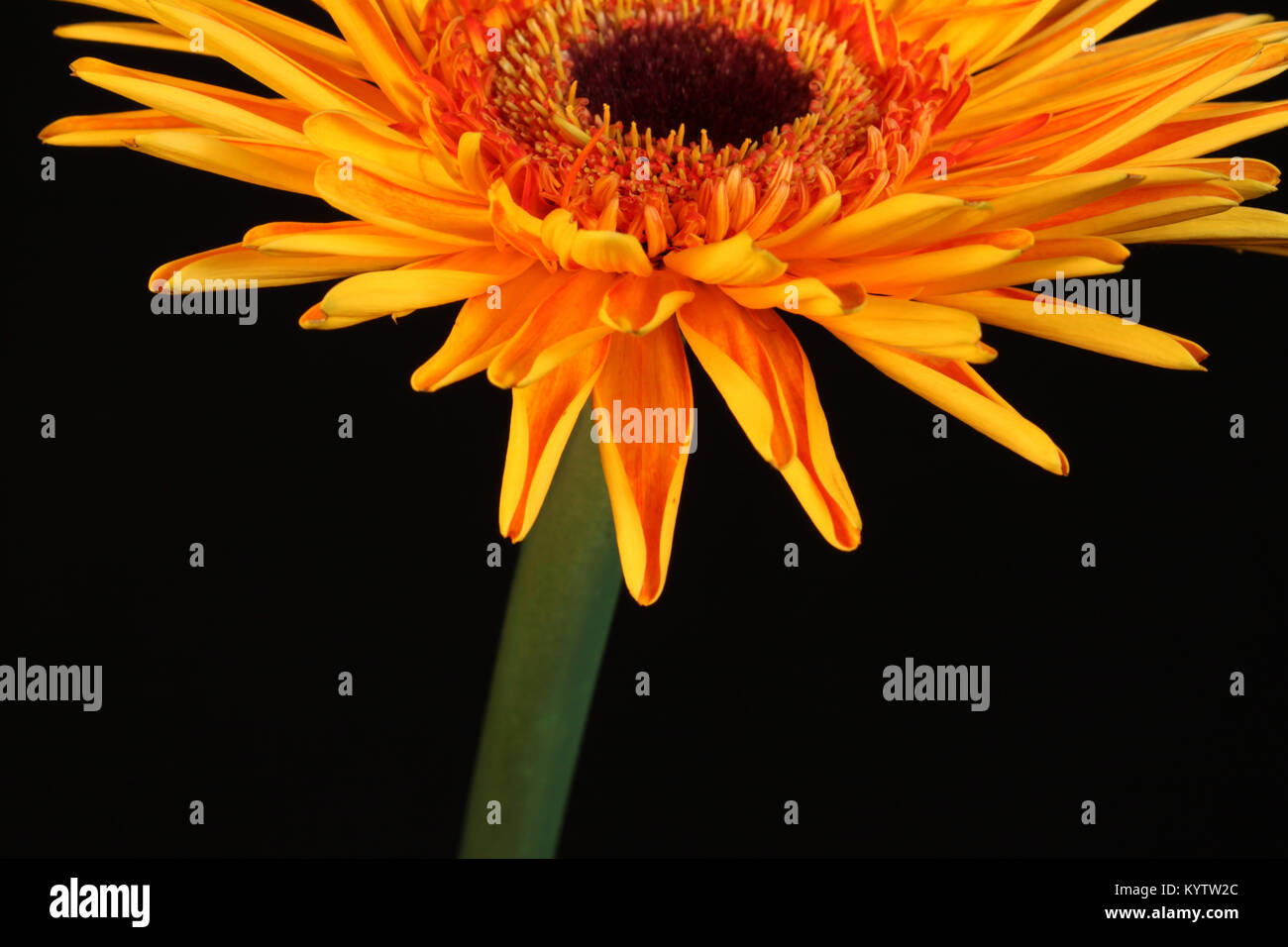 Sunflower half flower hi-res stock photography and images - Alamy