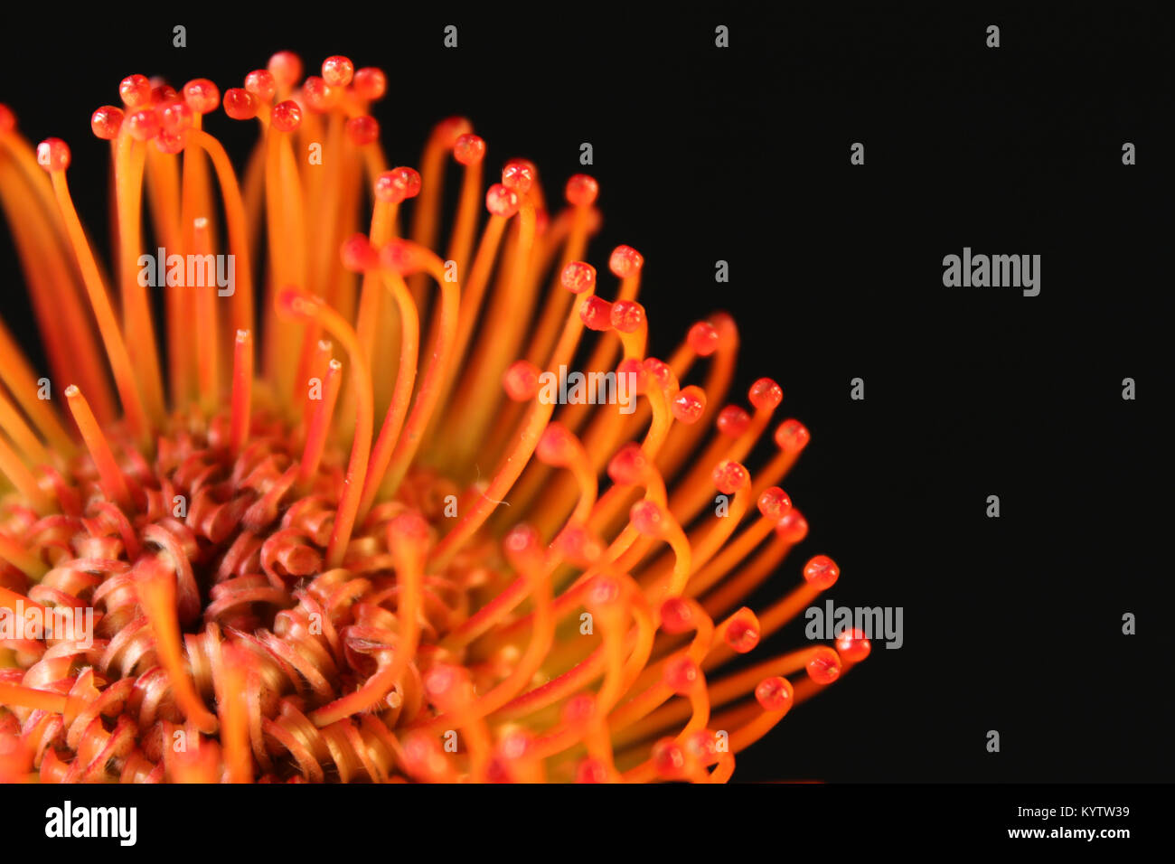 Much loved garden flower hi-res stock photography and images - Alamy