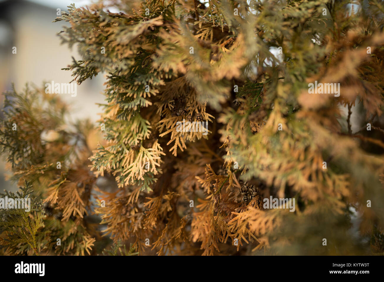 half dry bush Stock Photo - Alamy