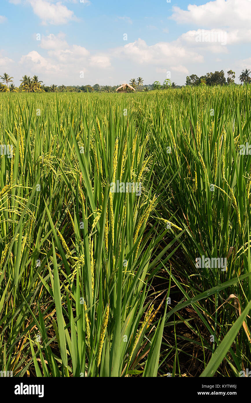 Large green field of sticky rice grow with workers sun shelter huts in ...