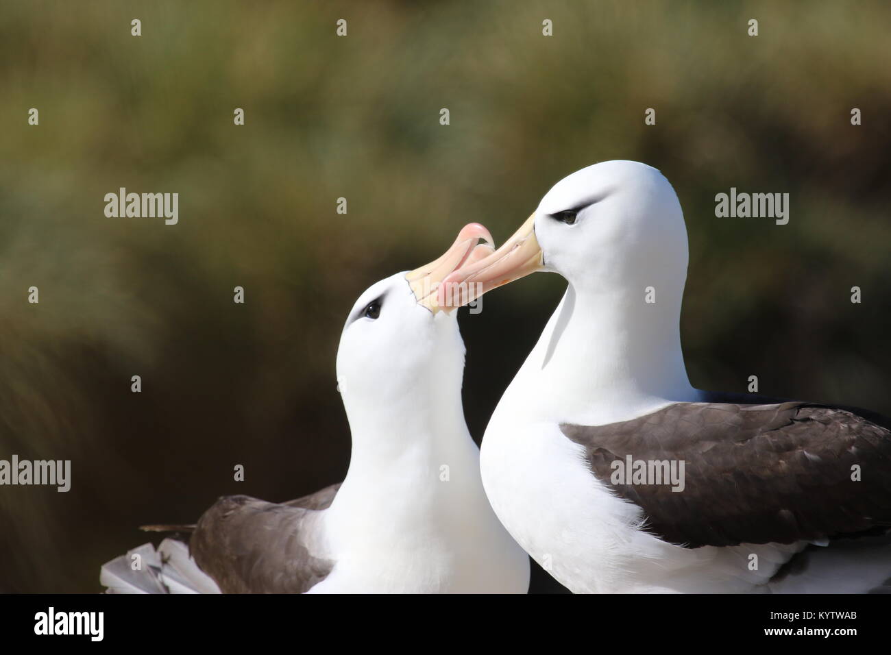 Albatross expedition hi-res stock photography and images - Alamy