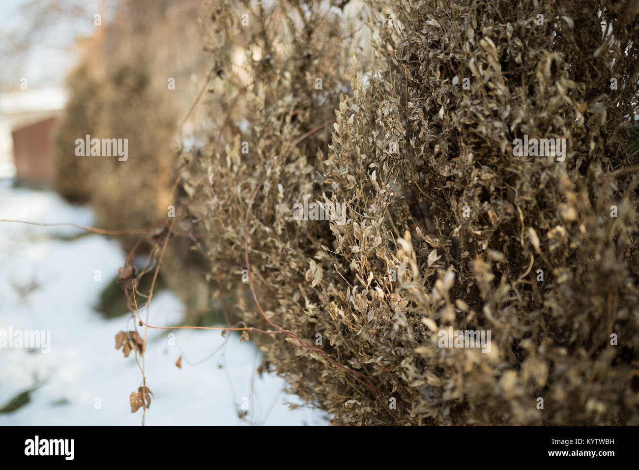 Very dry bush hi-res stock photography and images - Alamy