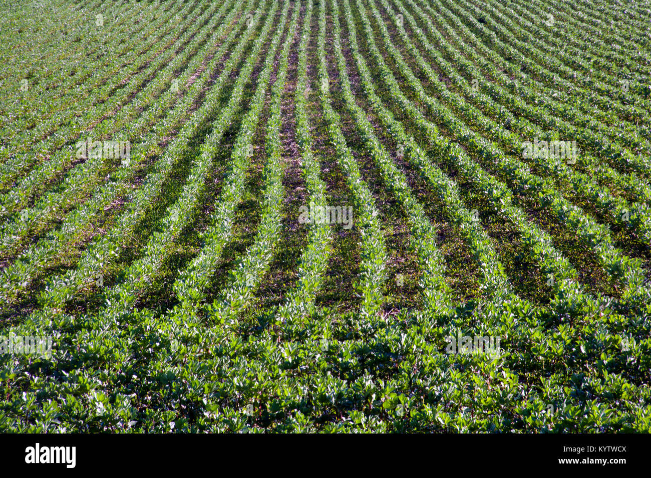 Bean rows hi-res stock photography and images - Alamy