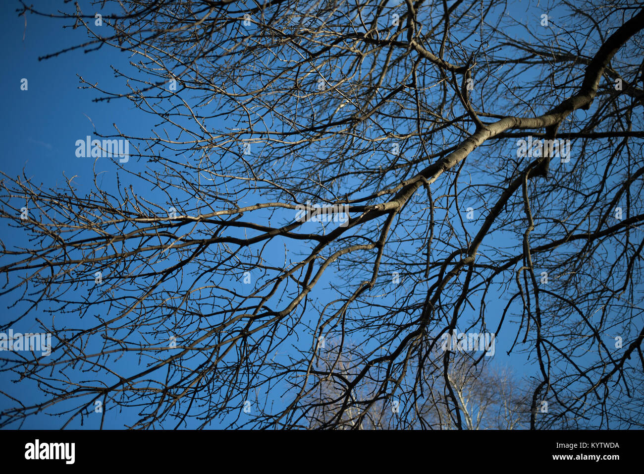Tree veins hi-res stock photography and images - Alamy