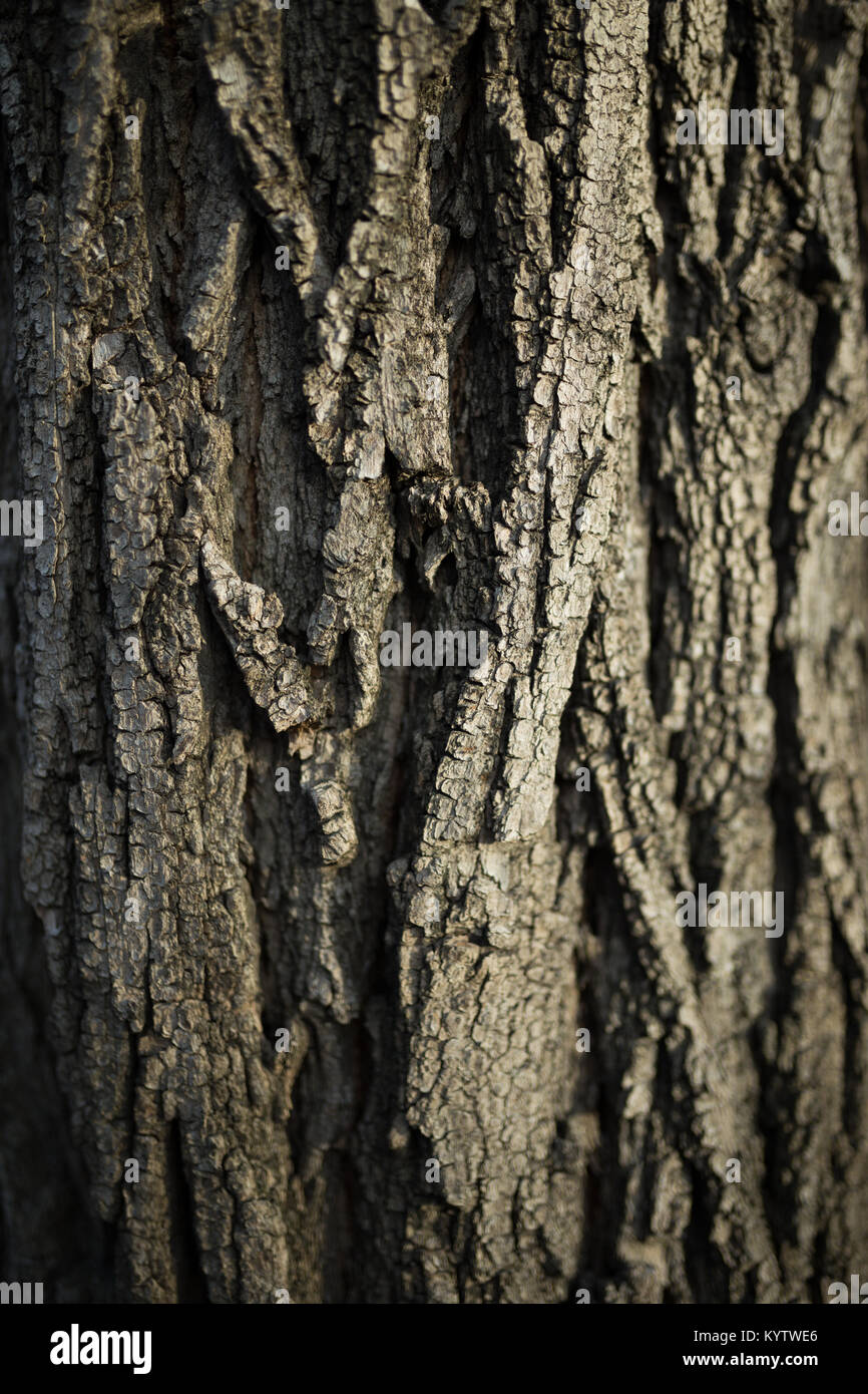 Base bark tree close up hi-res stock photography and images - Alamy