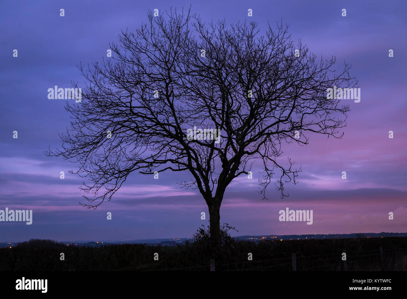Single Tree Silhouette At Sunset Stock Photo - Alamy