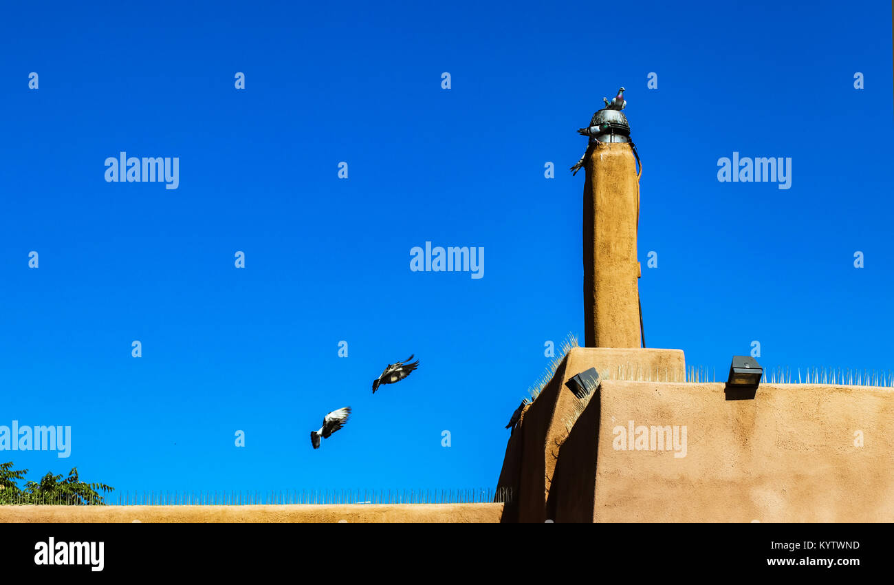 Adobe rooftop with plastic bird spikes with pigeons flying up to and ...
