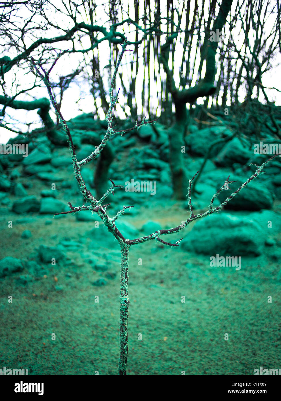 Vegetation after fire hi-res stock photography and images - Alamy