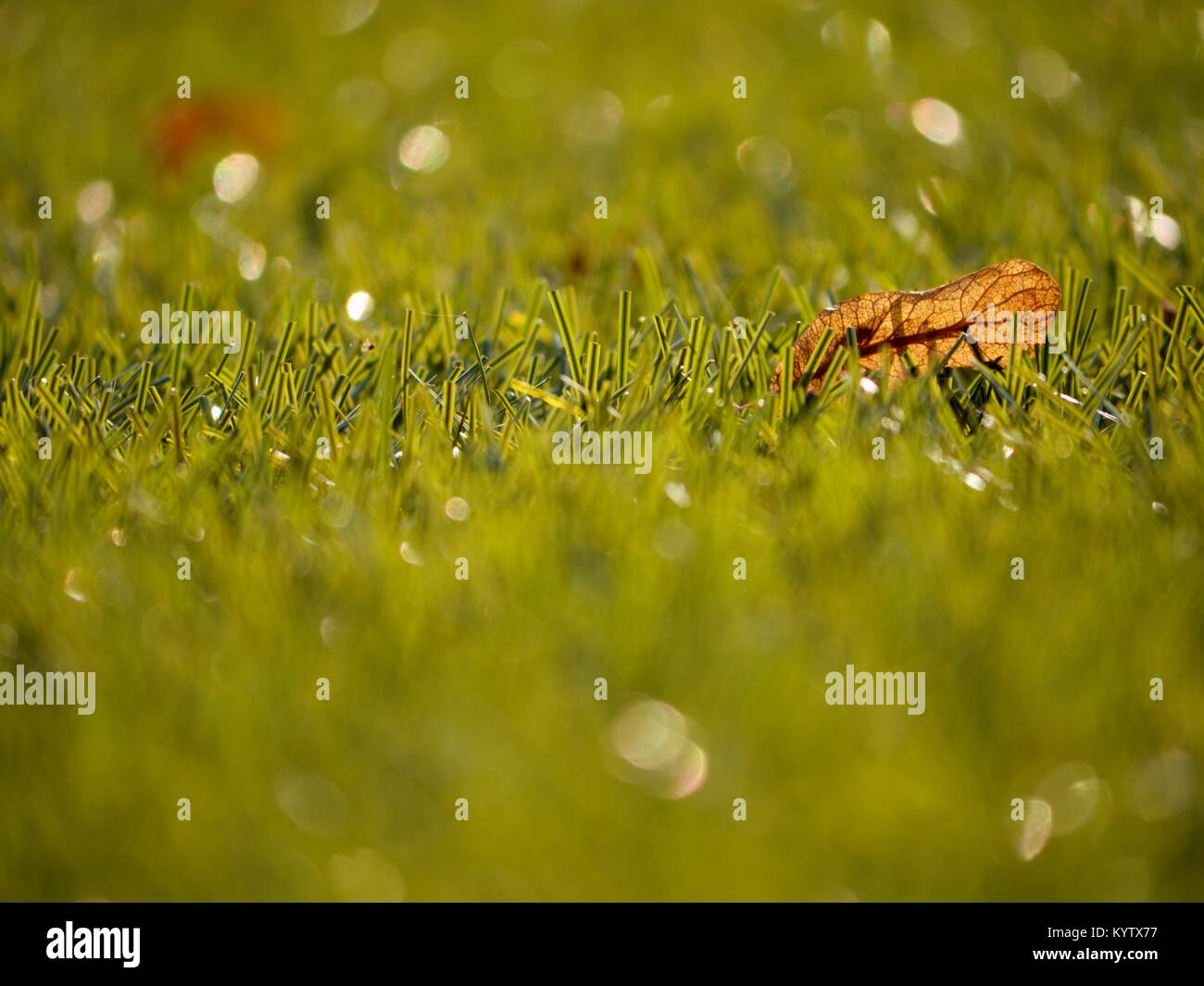 Soccer green. End of football season. Dry leaves and seeds fallen on ...