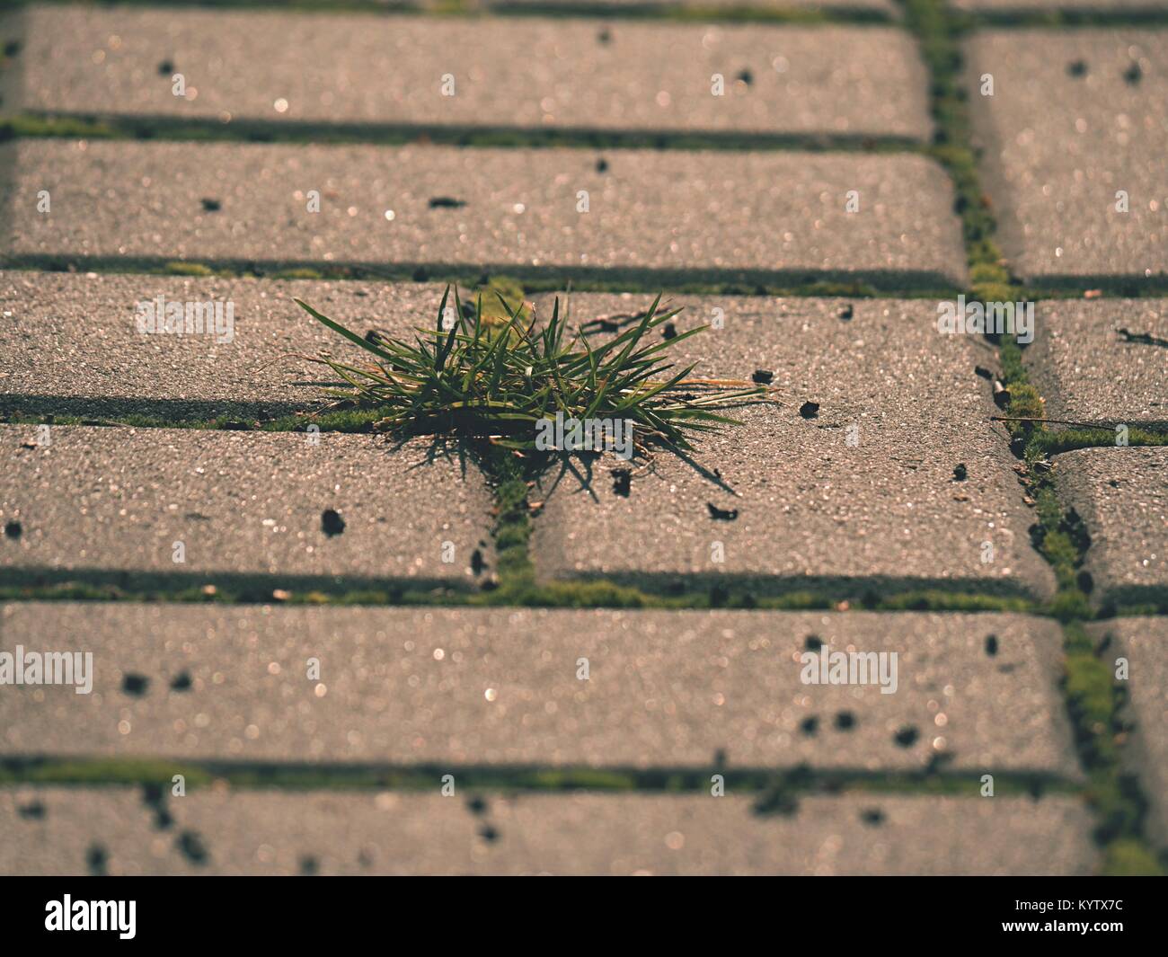 Cobblestone paving footpath with a bunch of grass, concrete cobbles ...