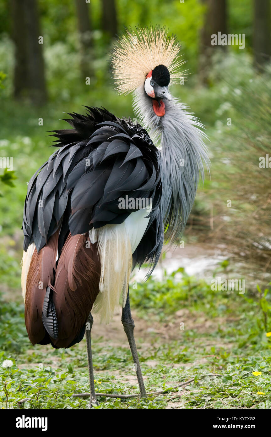 Golden Crested Crane Golden Crowned Crane High Resolution Stock ...