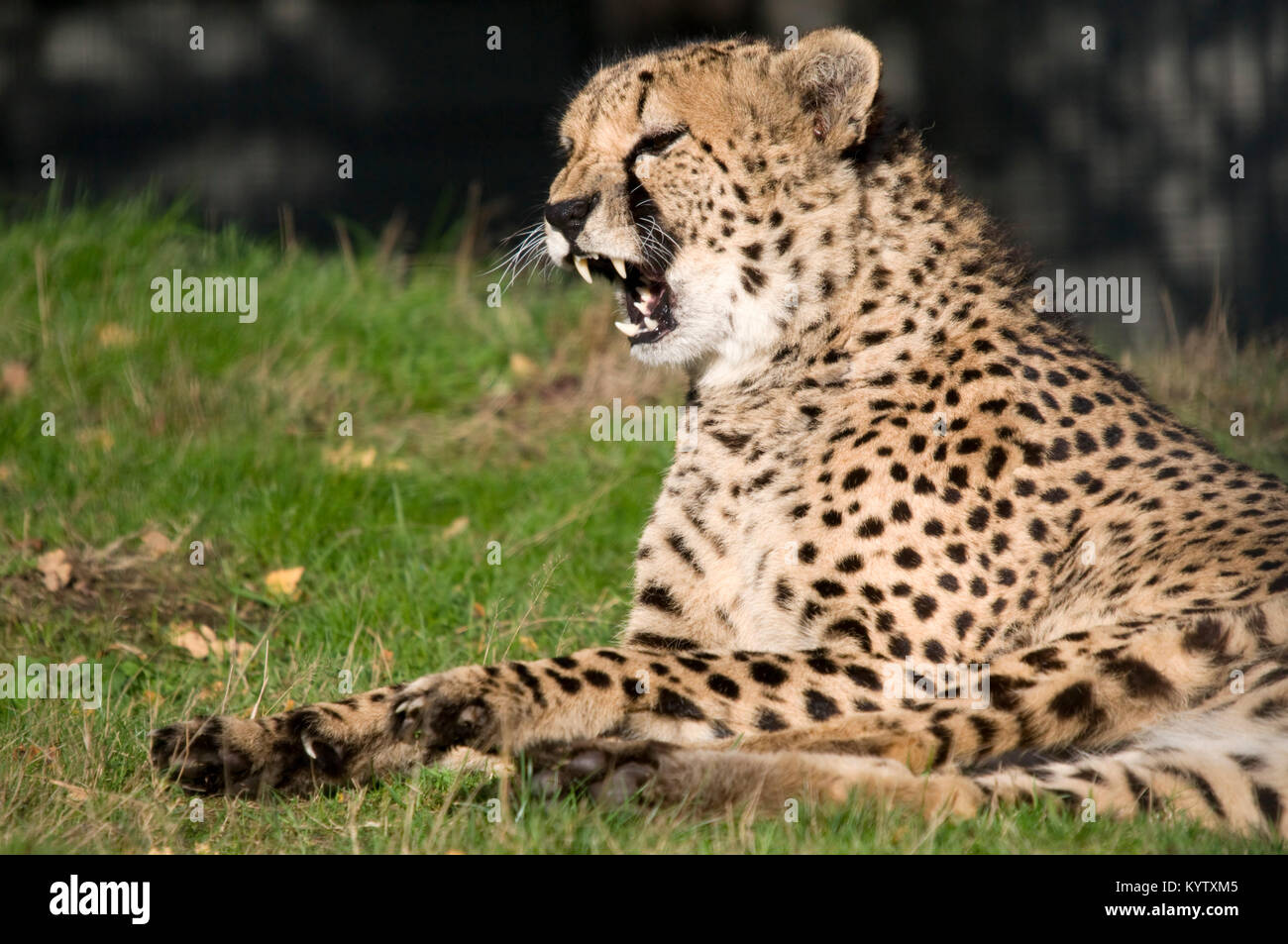 A Snarling Cheetah Stock Photo - Alamy