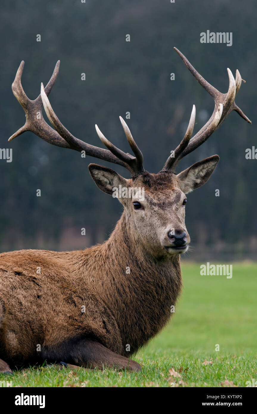 Profile Of A Red Deer Stag Stock Photo - Alamy