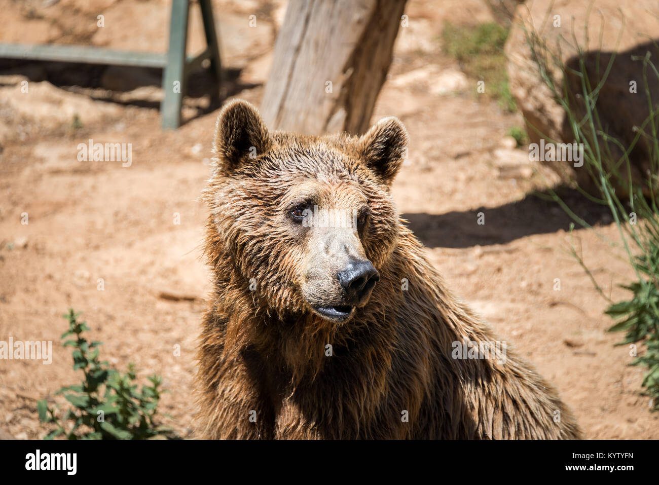 Visiting Jerusalem Biblical Zoo, Israel Stock Photo - Alamy